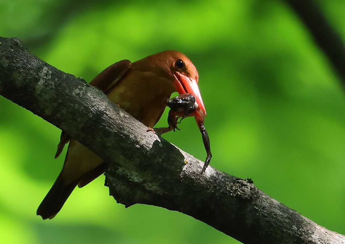 2025 アカショウビン 6 {閲覧注意} | GANREF