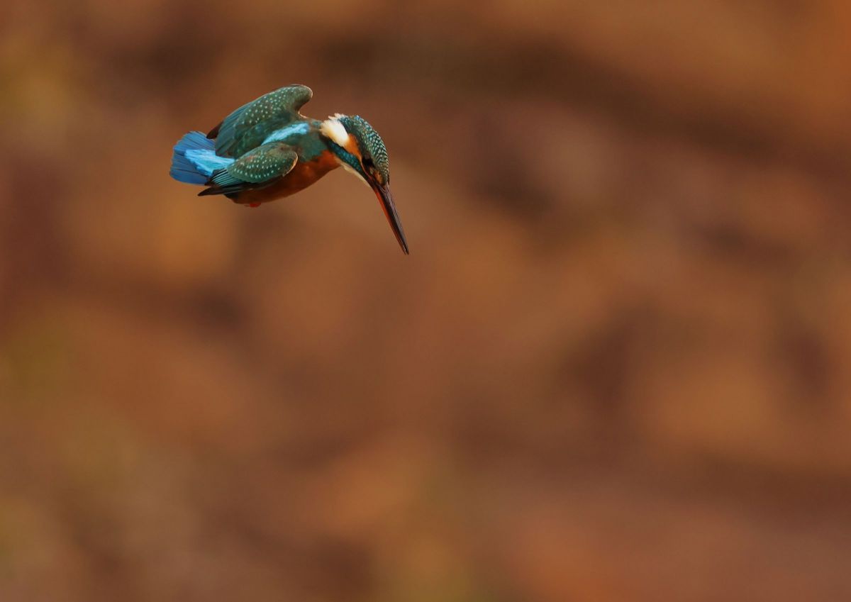 カワセミ物語 298 | GANREF