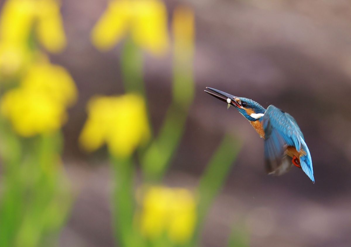 カワセミ物語 185 | GANREF