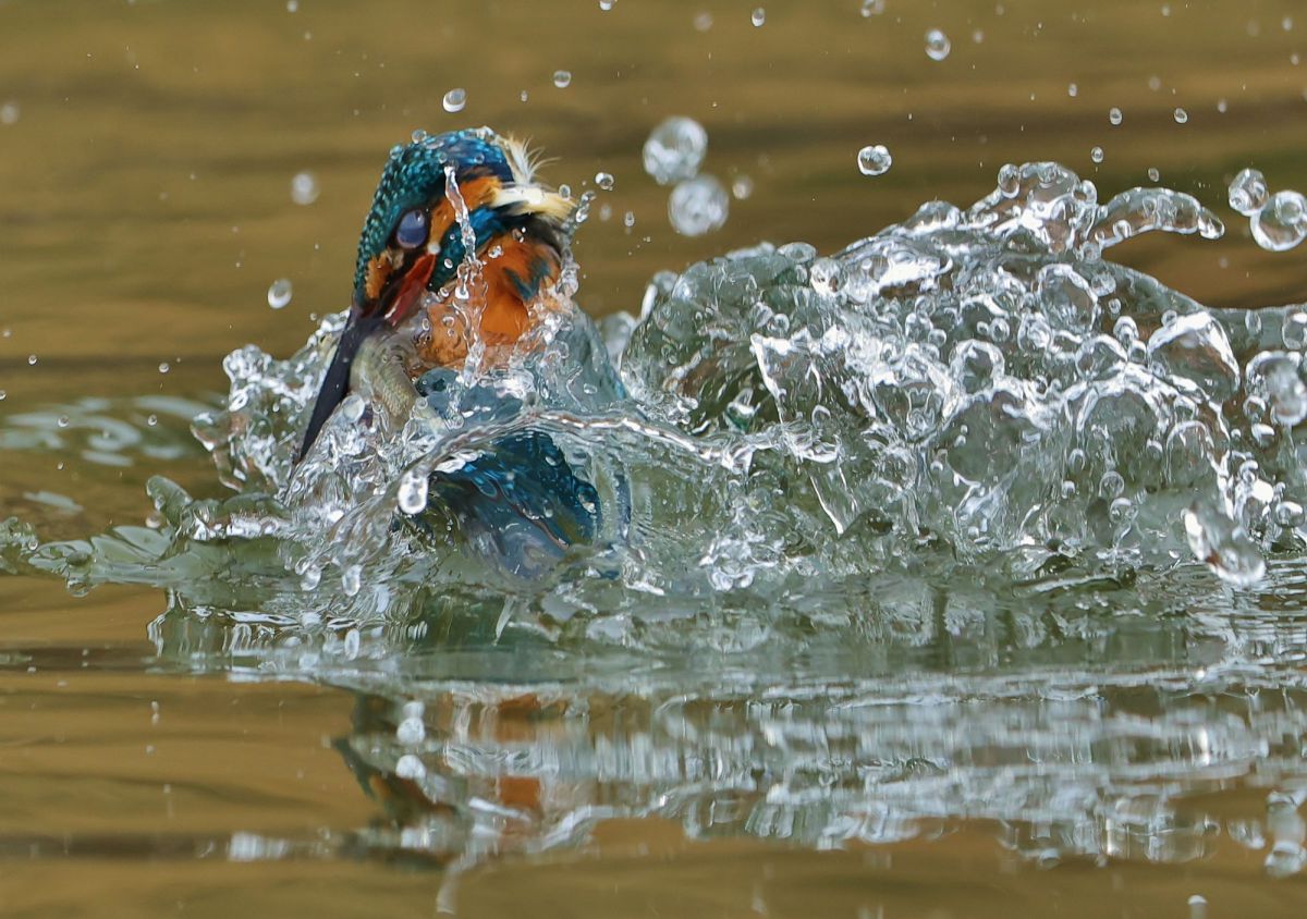 カワセミ物語 443 | GANREF