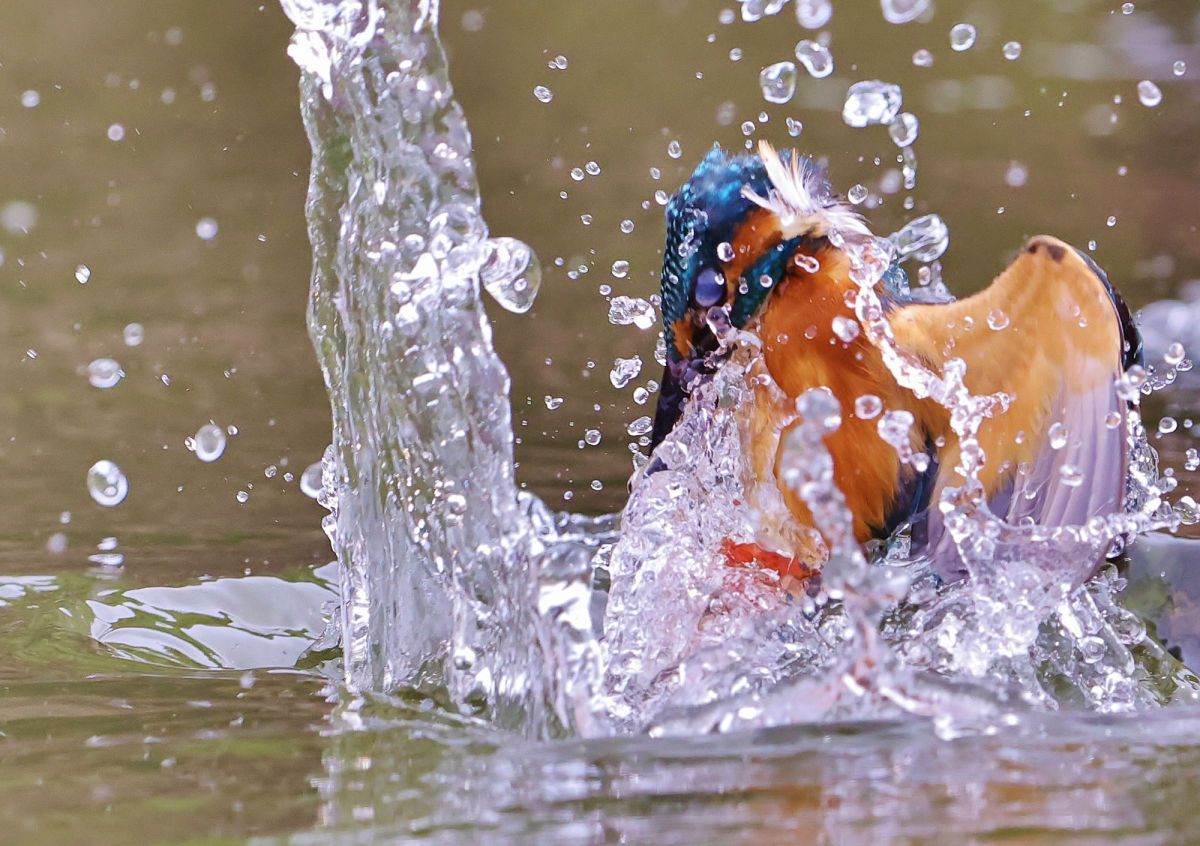 カワセミ 577 | GANREF