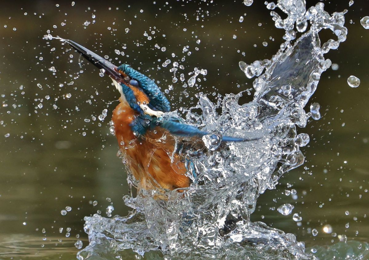 カワセミ 641 | GANREF