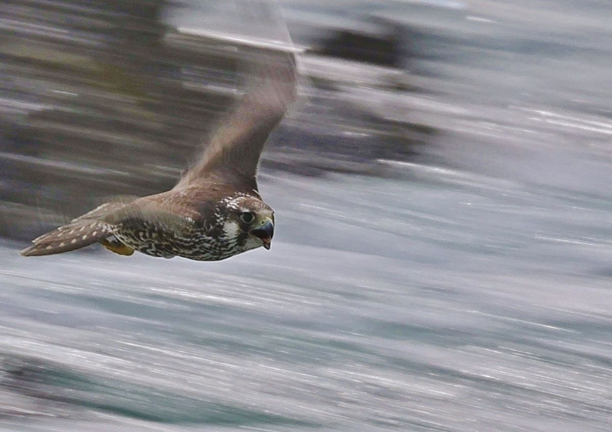 ハヤブサ 71 | GANREF