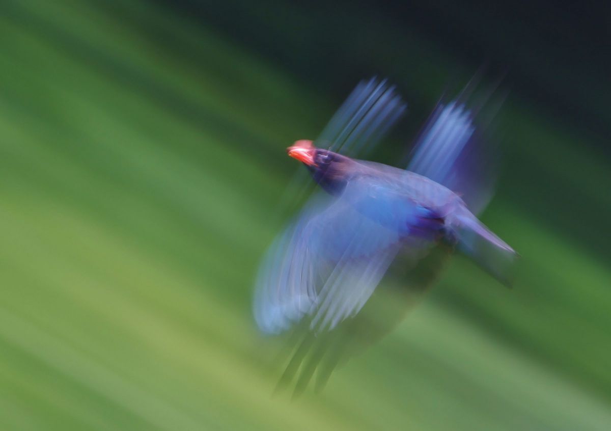 2023 ブッポウソウ 7 | GANREF