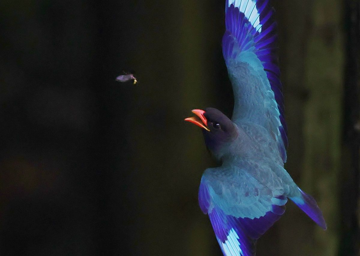 2025 ブッポウソウ 9 | GANREF