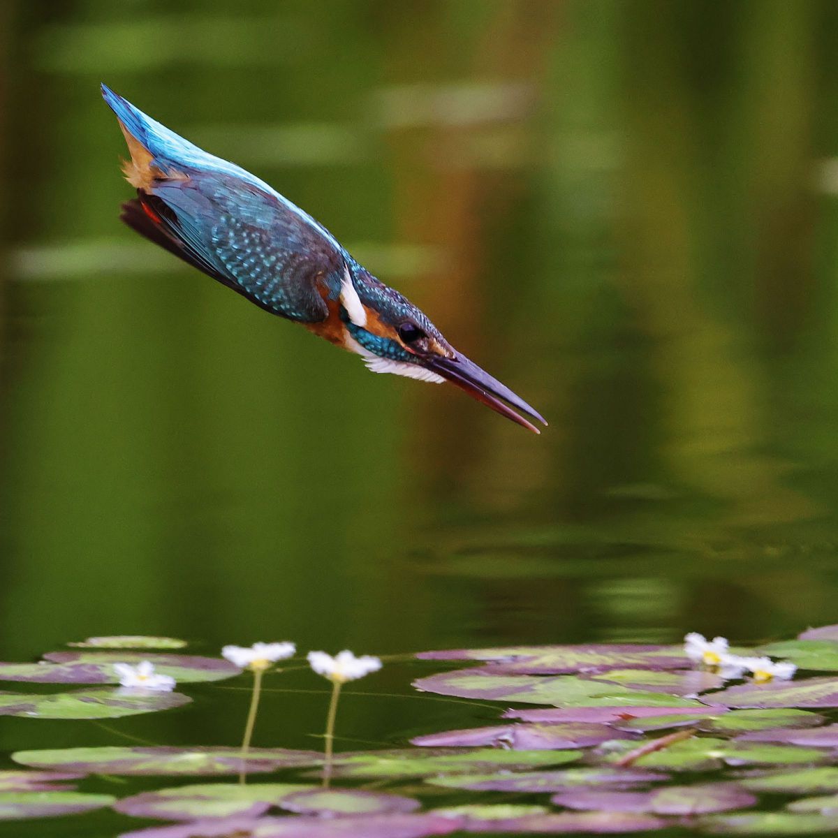 カワセミ物語 360 | GANREF