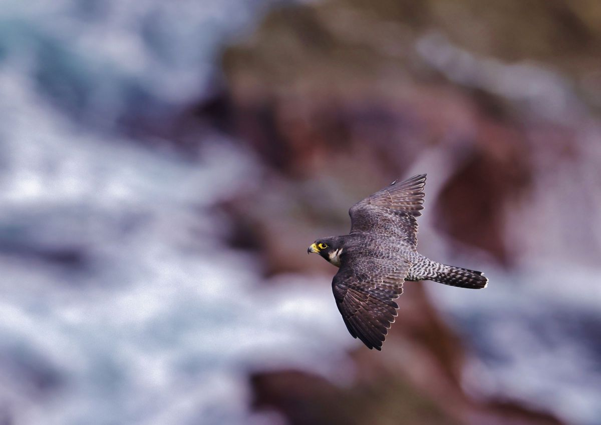 2023 ハヤブサ 3 | GANREF