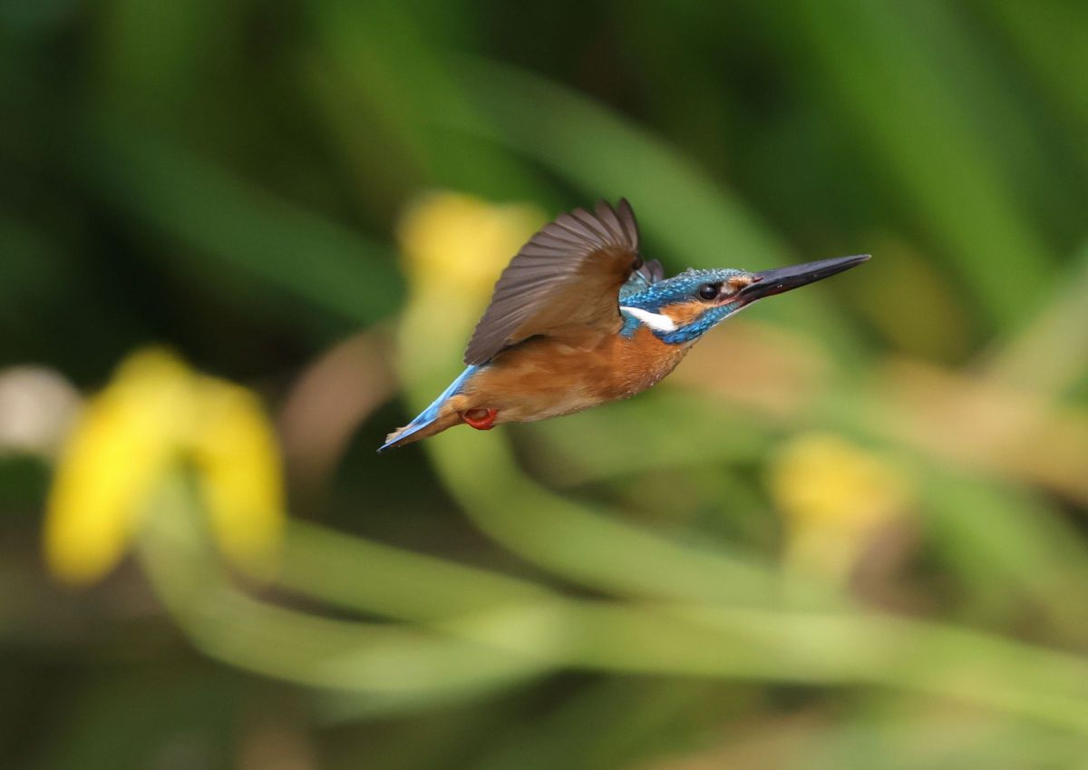 カワセミ 589 | GANREF