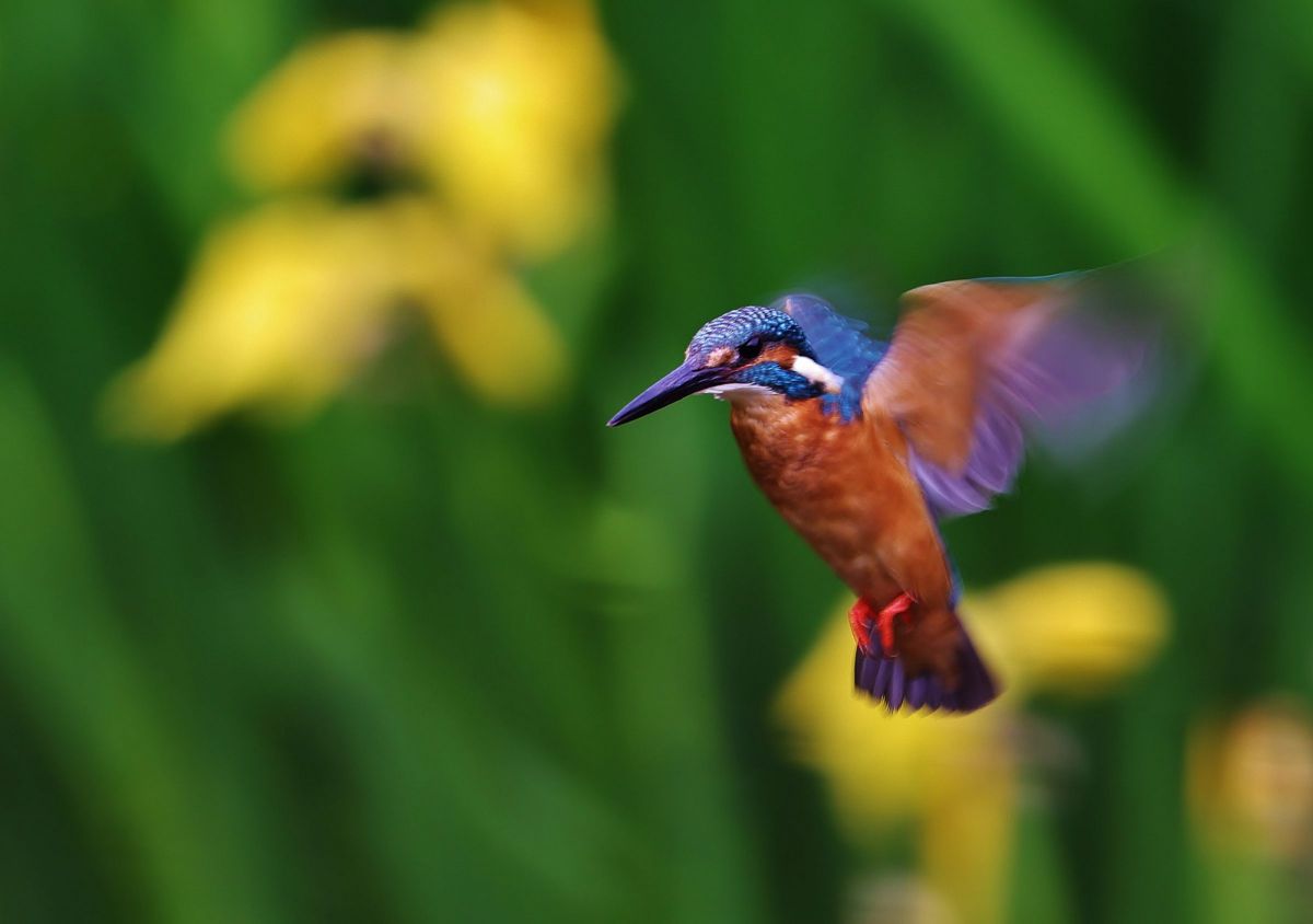 カワセミ物語 335 | GANREF