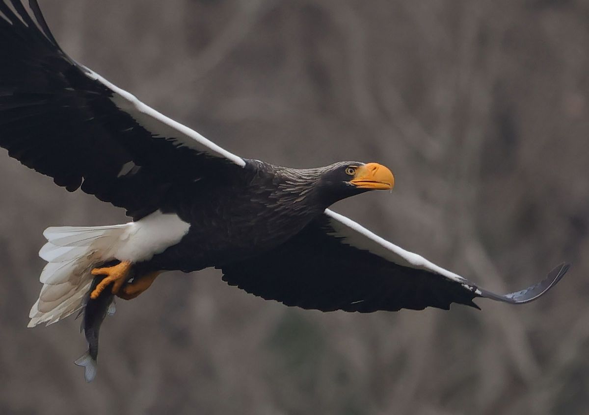 2025 オオワシ 9 | GANREF