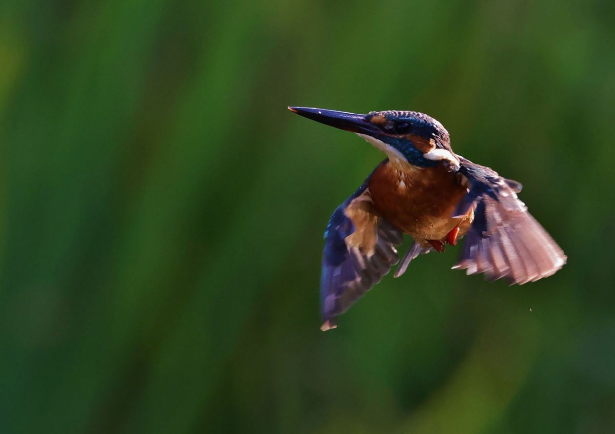 カワセミ物語 385 | GANREF