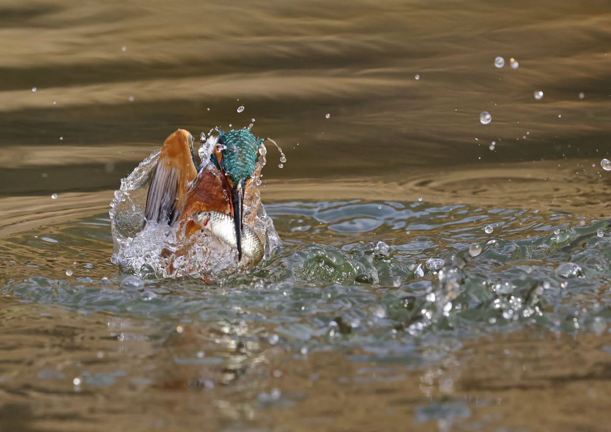 カワセミ物語 287 | GANREF