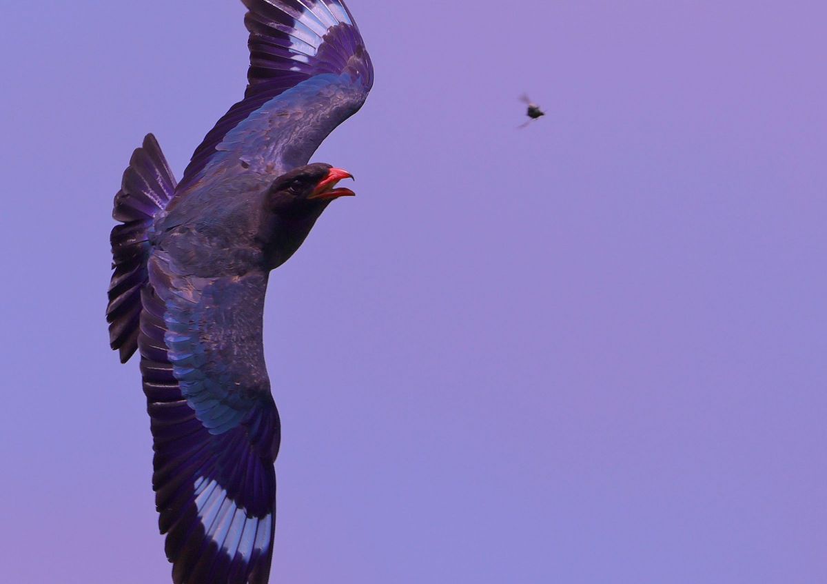 2024 ブッポウソウ 6 | GANREF