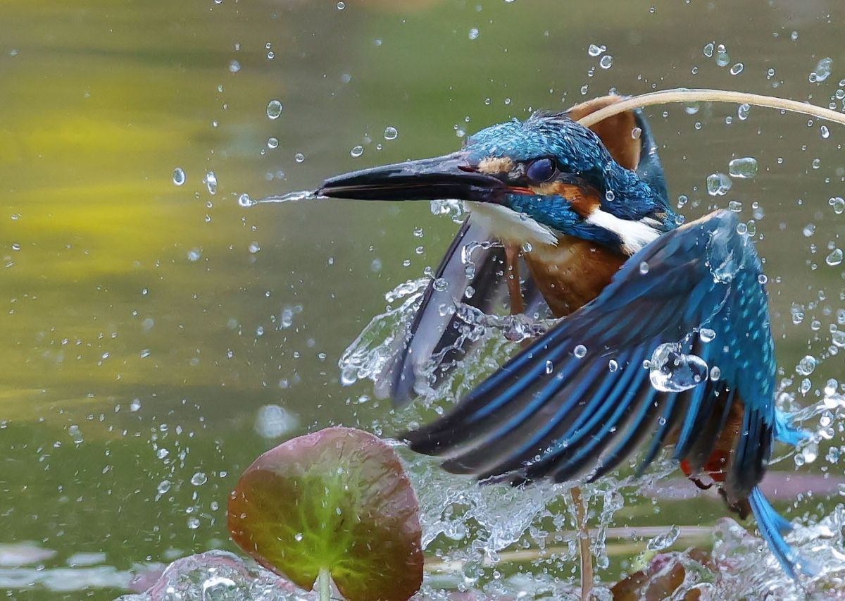 カワセミ 672 | GANREF