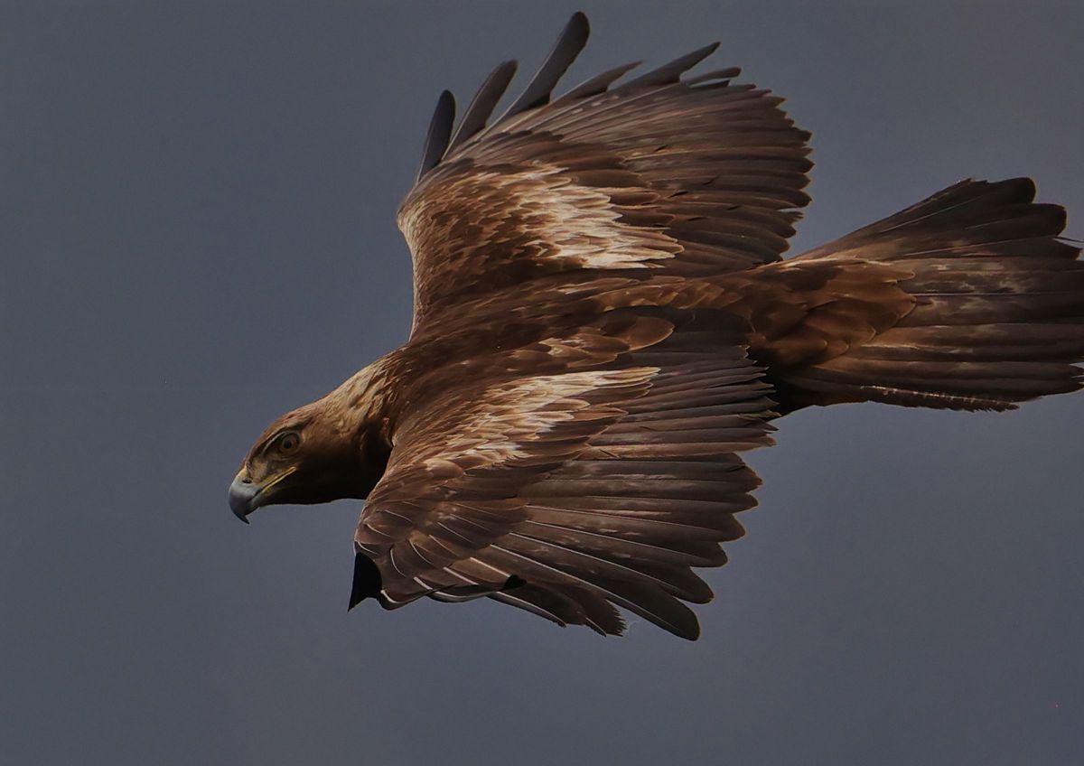 2024 イヌワシ 8 | GANREF