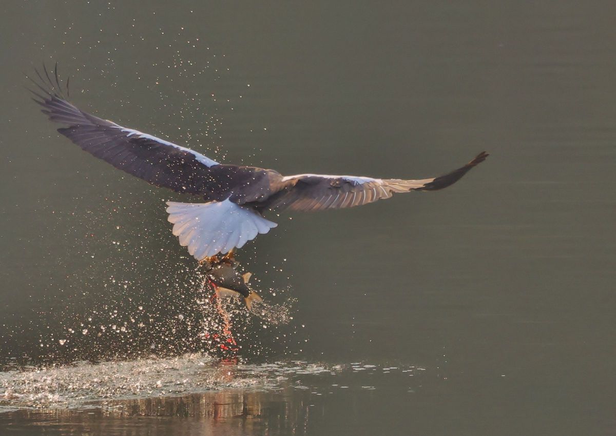 2025 オオワシ 11 | GANREF