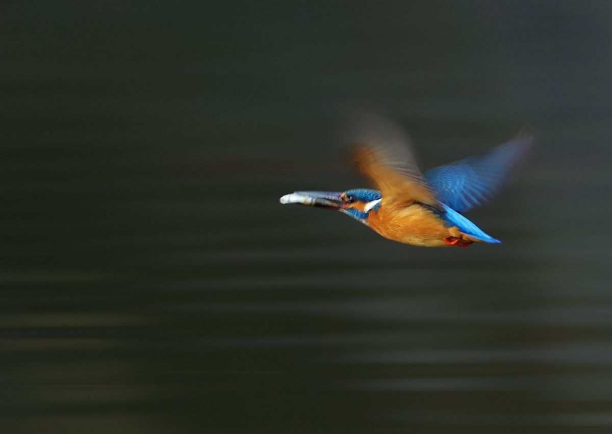 カワセミ物語 450 | GANREF