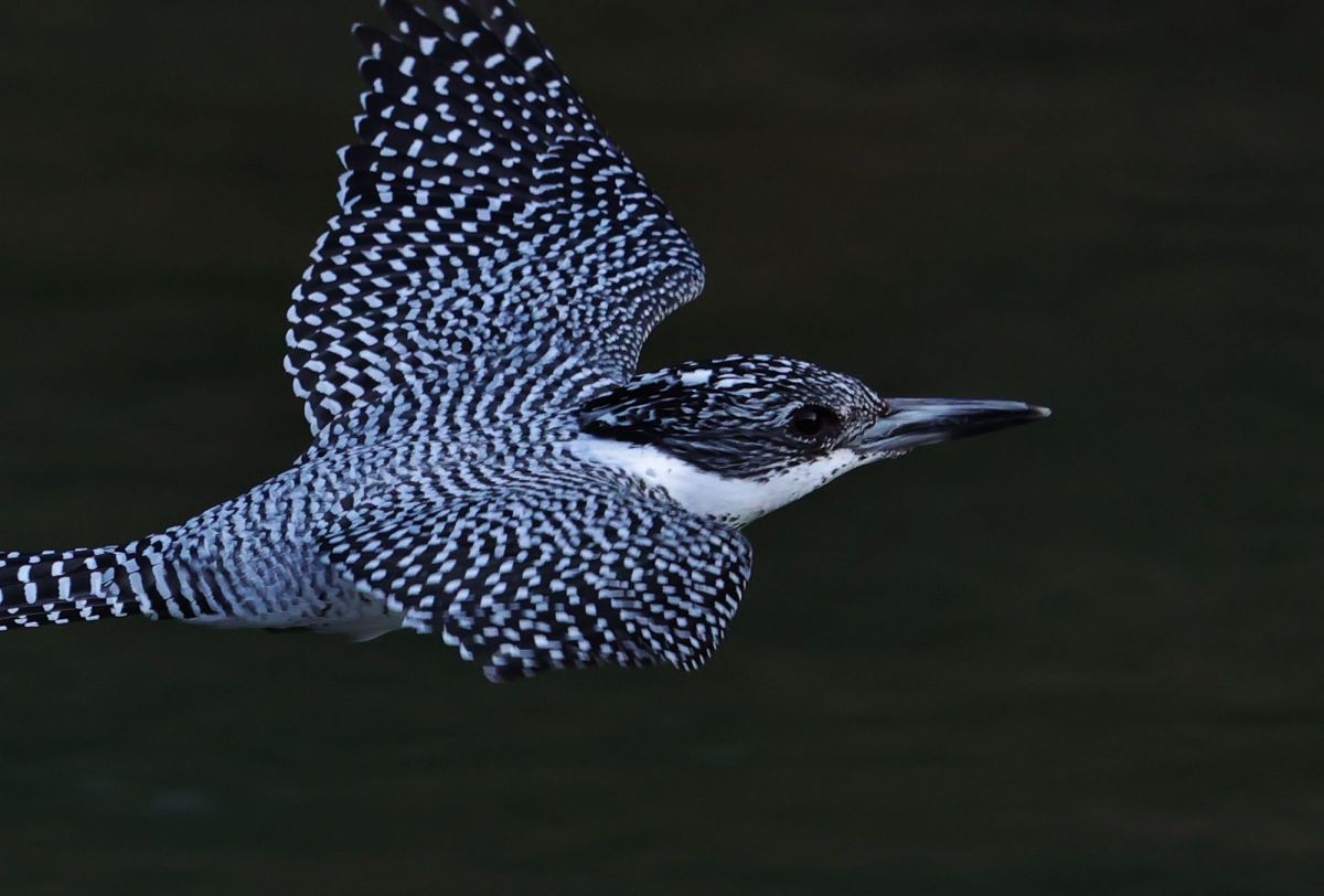 ヤマセミ 63 | GANREF