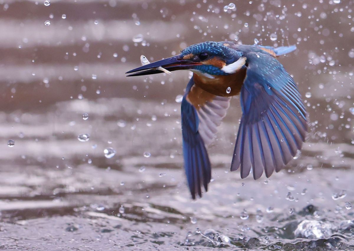 カワセミ 671 | GANREF