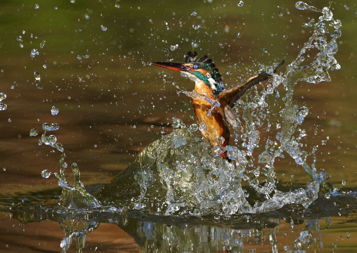 カワセミ物語 358 | GANREF