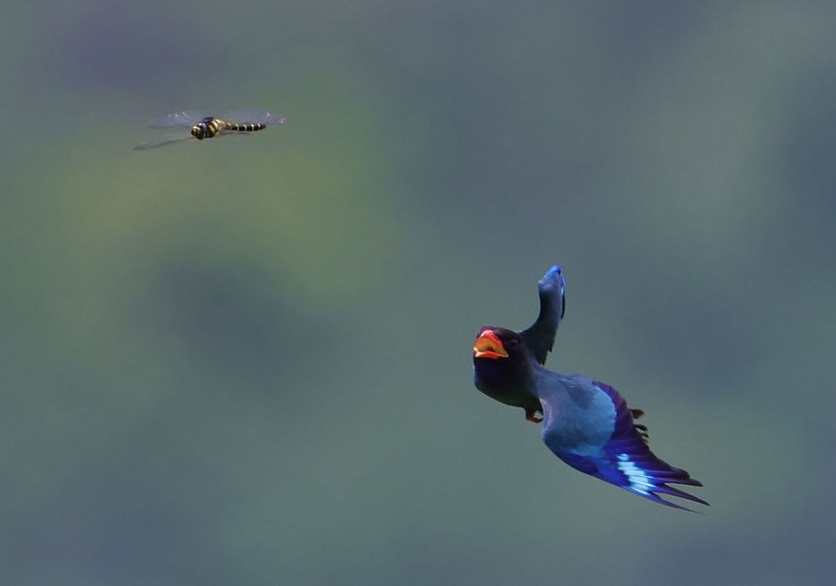 2023 ブッポウソウ 11 | GANREF