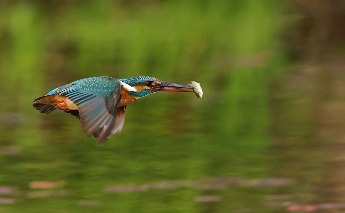 カワセミ物語 341 | GANREF