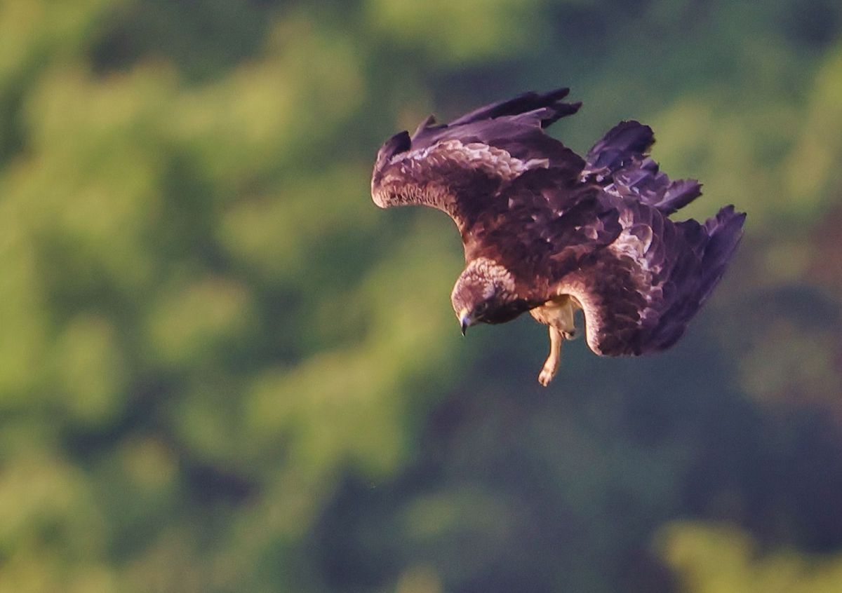 2024 イヌワシ 20 『閲覧注意』 | GANREF