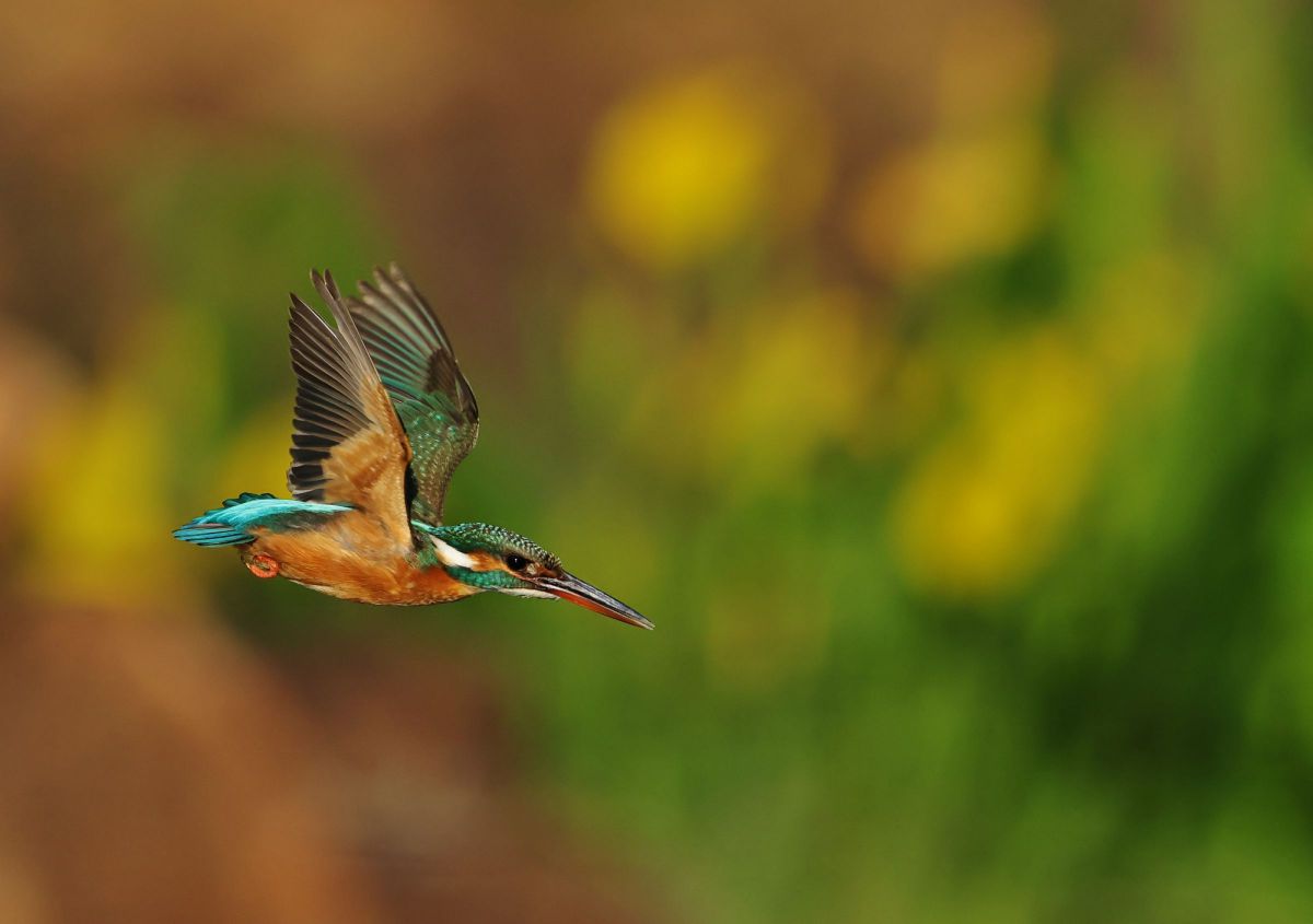 カワセミ物語 326 | GANREF