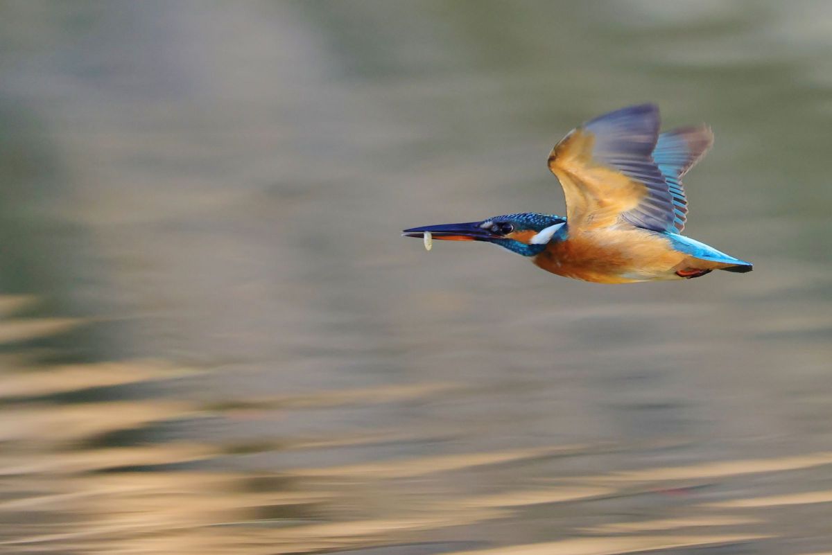 カワセミ物語 267 | GANREF