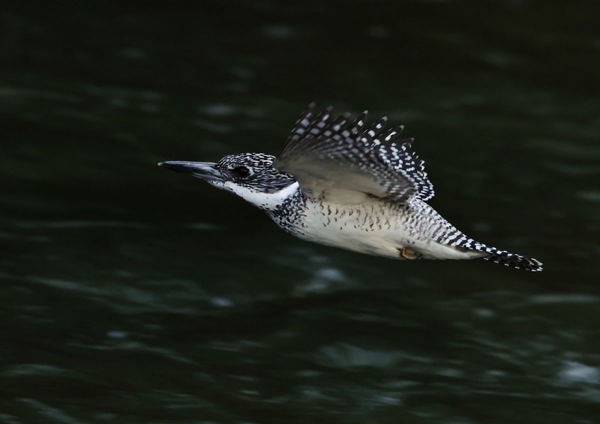 ヤマセミ 59 | GANREF