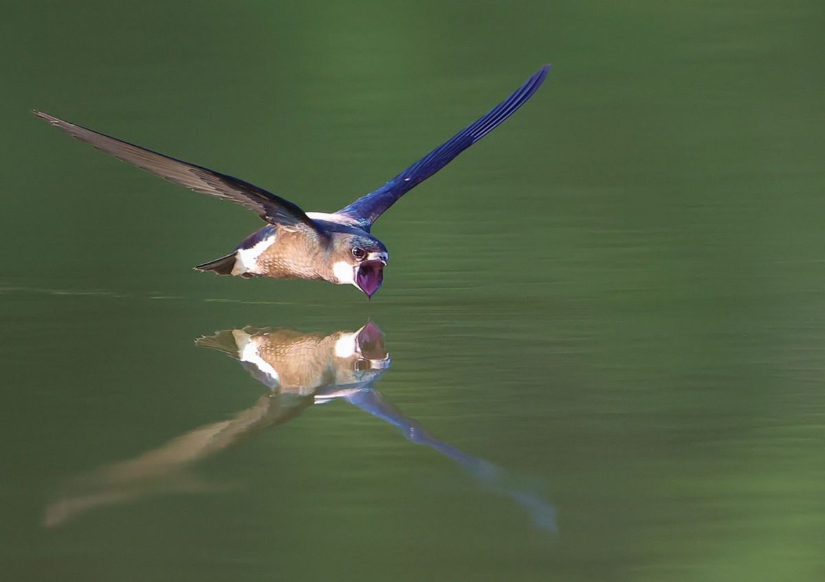 2023 ハリオアマツバメ 7 | GANREF