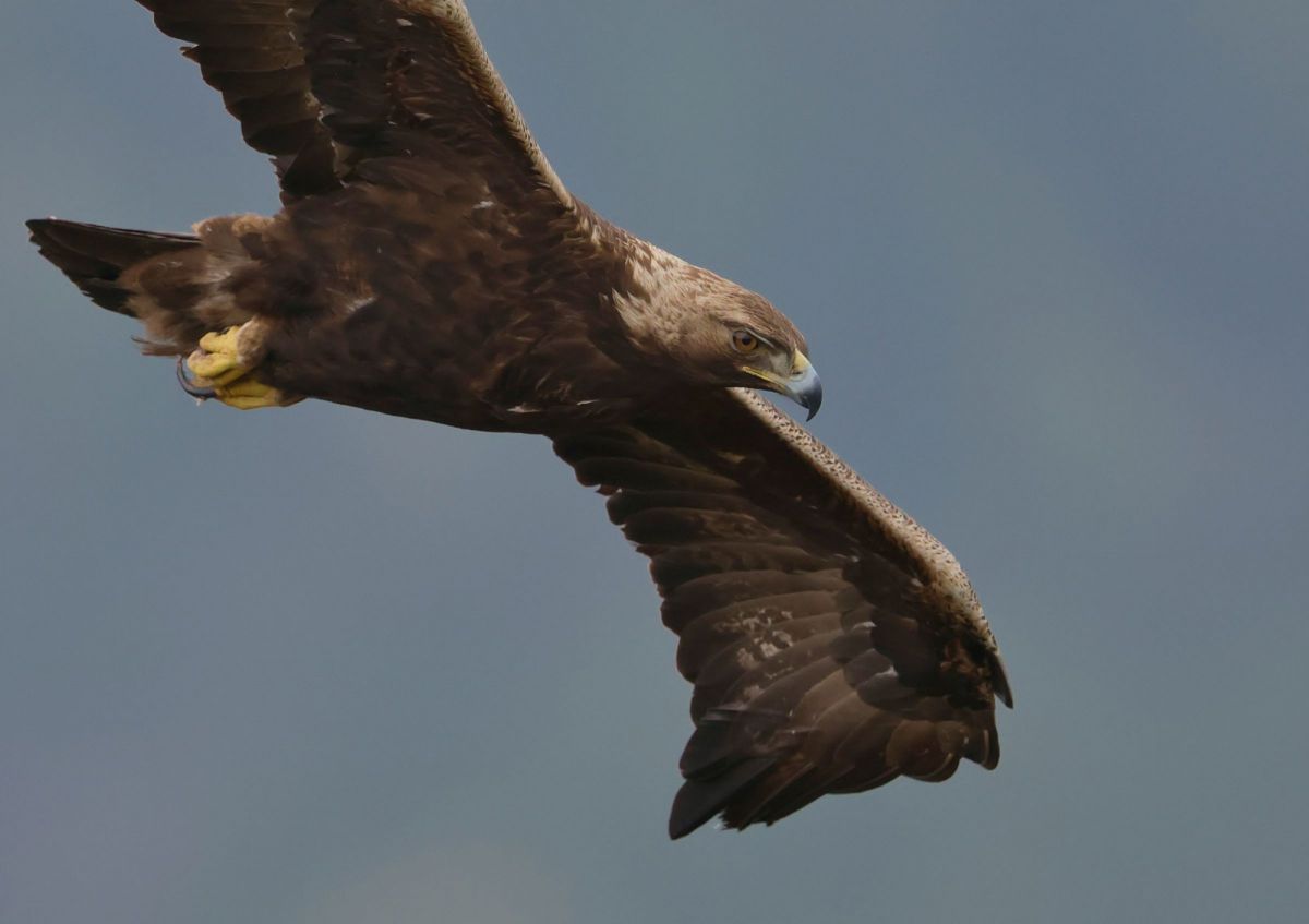 2024 イヌワシ 29 | GANREF