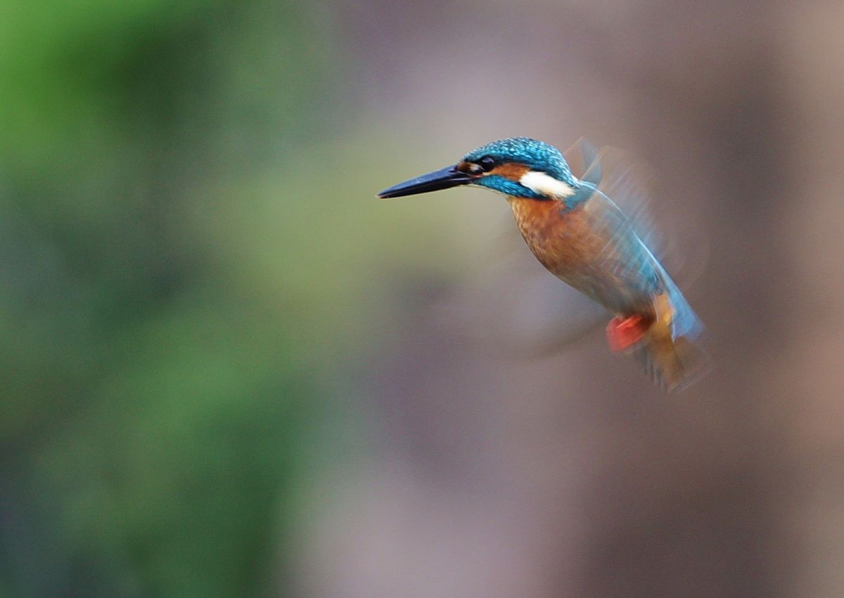 カワセミ 595 | GANREF