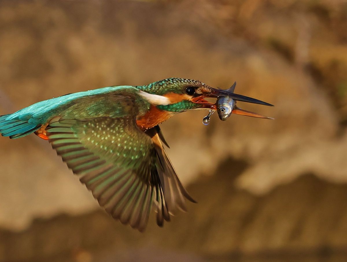 カワセミ物語 314 | GANREF