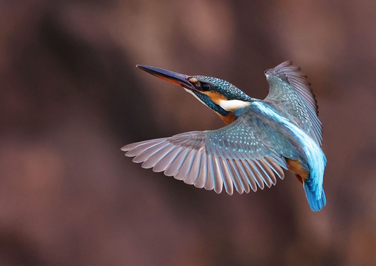 カワセミ物語 276 | GANREF