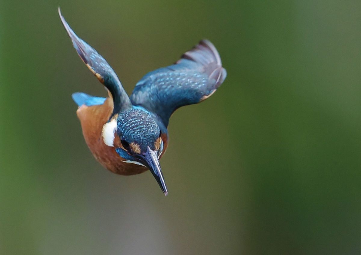 カワセミ 597 | GANREF