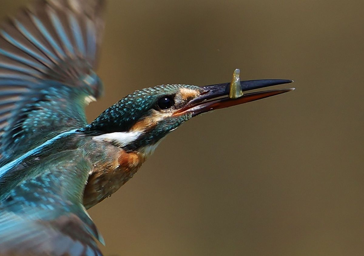 カワセミ 500 | GANREF