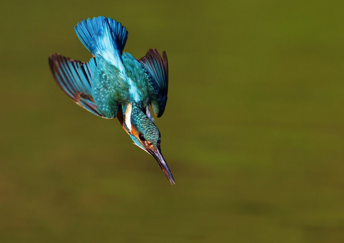 カワセミ物語 340 | GANREF