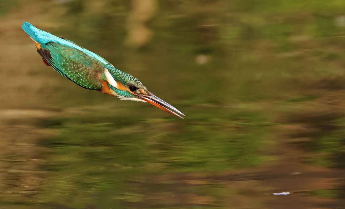 カワセミ物語 333 | GANREF