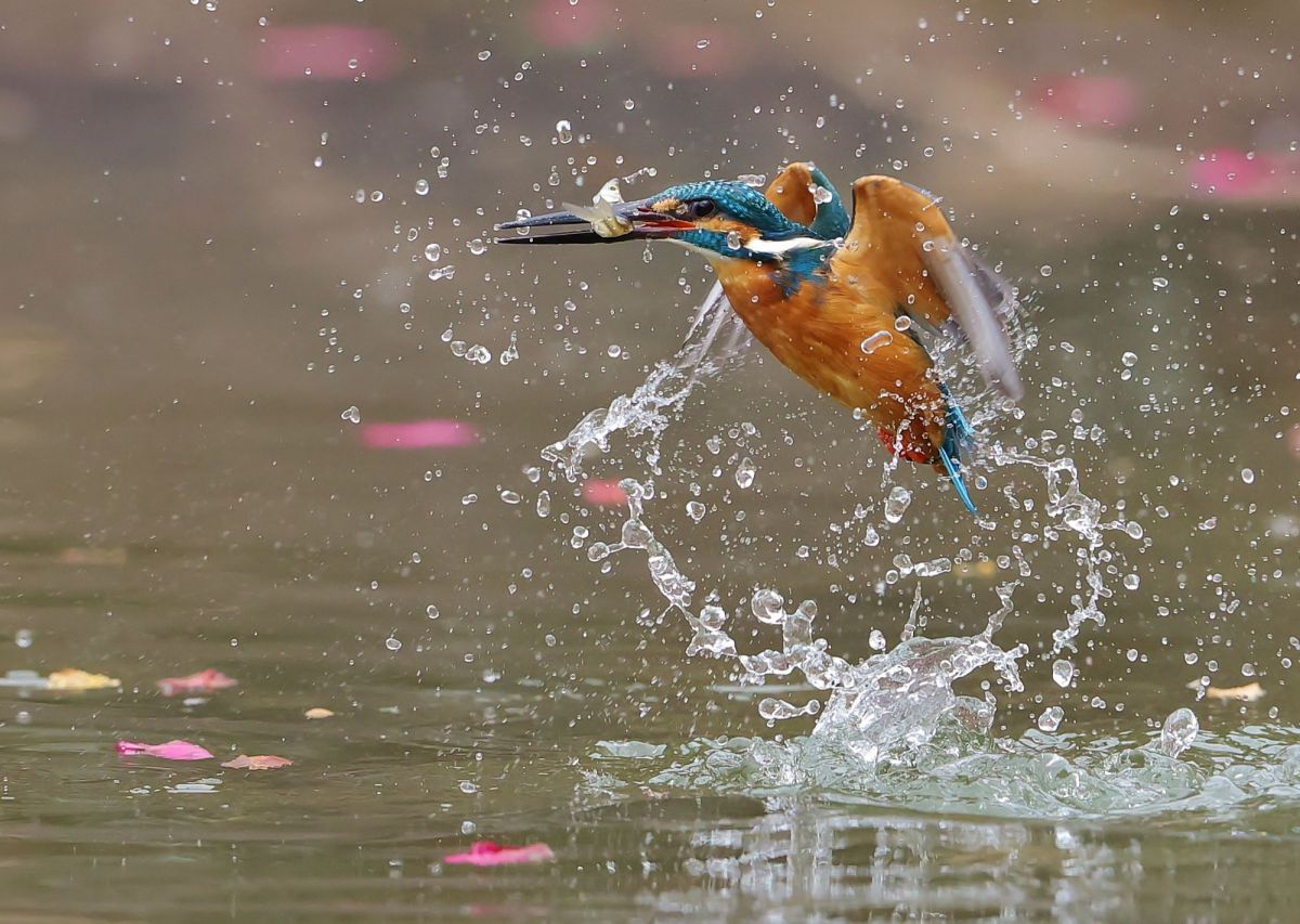 カワセミ 668 | GANREF