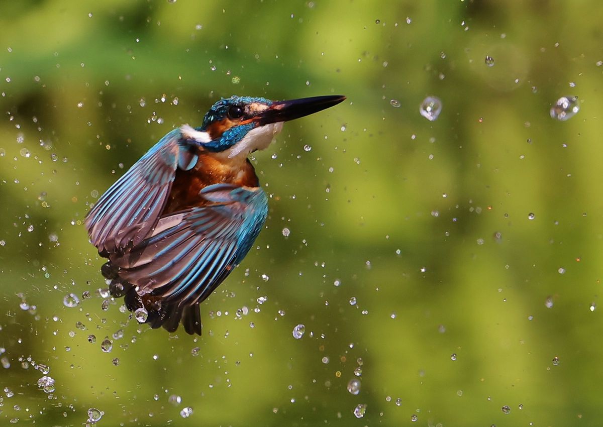 カワセミ 607 | GANREF