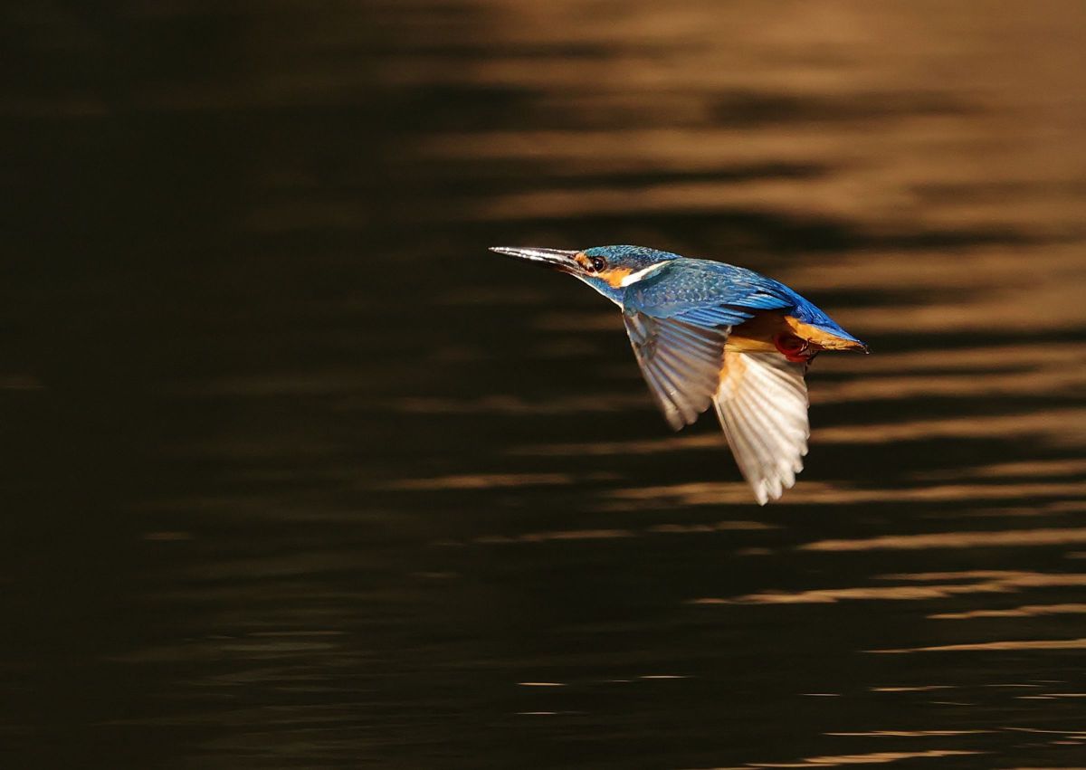 カワセミ物語 134 | GANREF