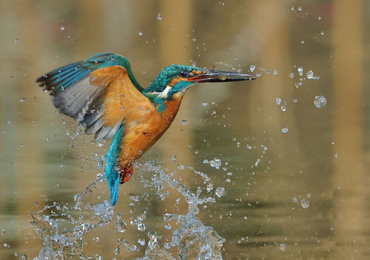 カワセミ 904 | GANREF