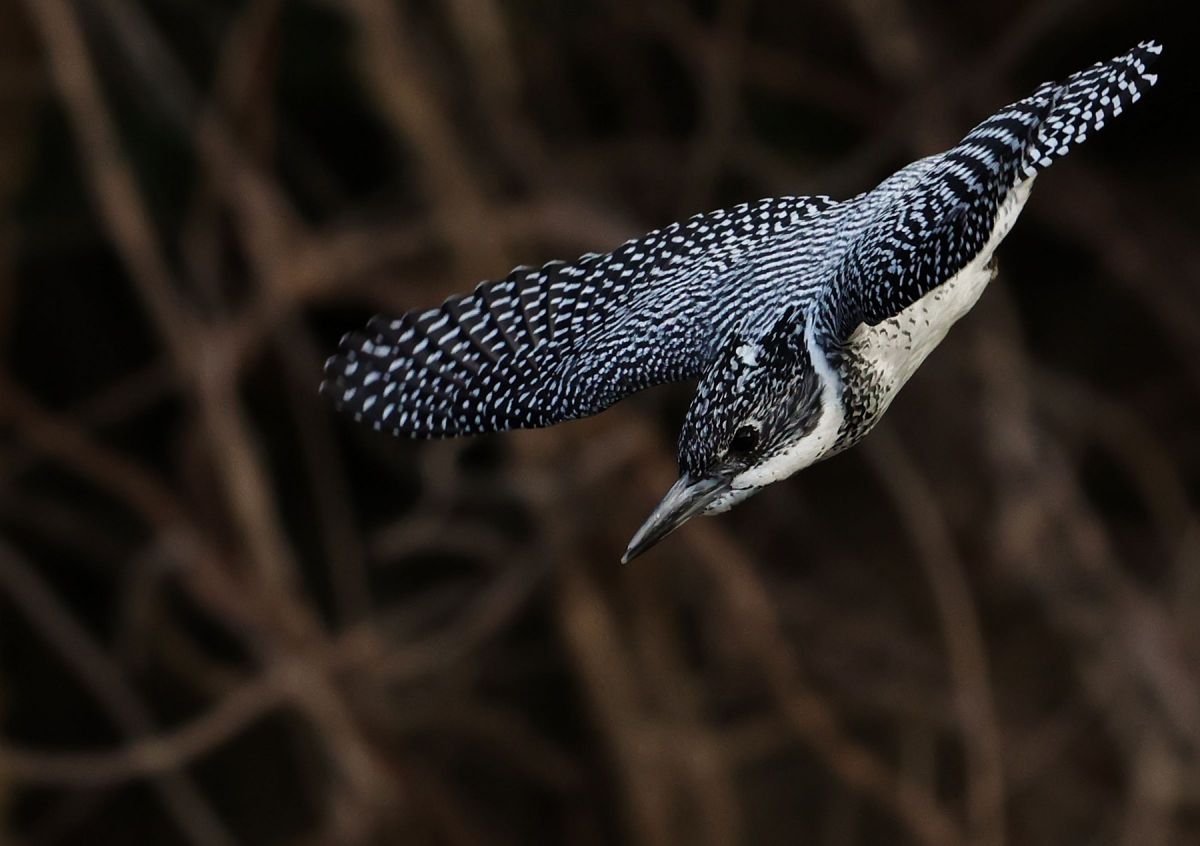 ヤマセミ 61 | GANREF