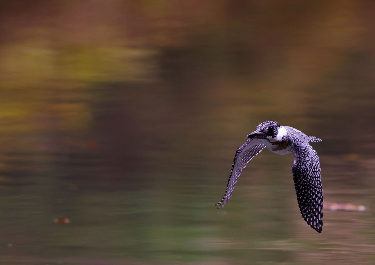 ヤマセミ 47 | GANREF