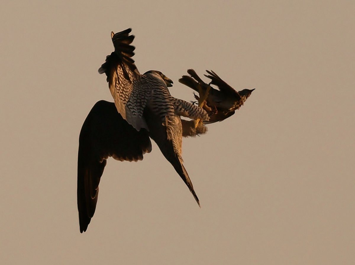 ハヤブサ 47 「閲覧注意」 | GANREF