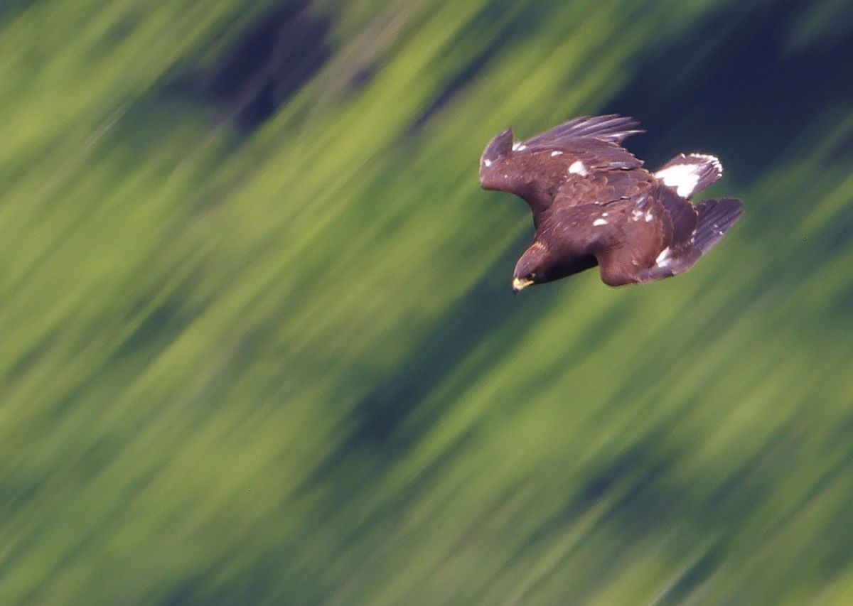 2024 イヌワシ 23 | GANREF