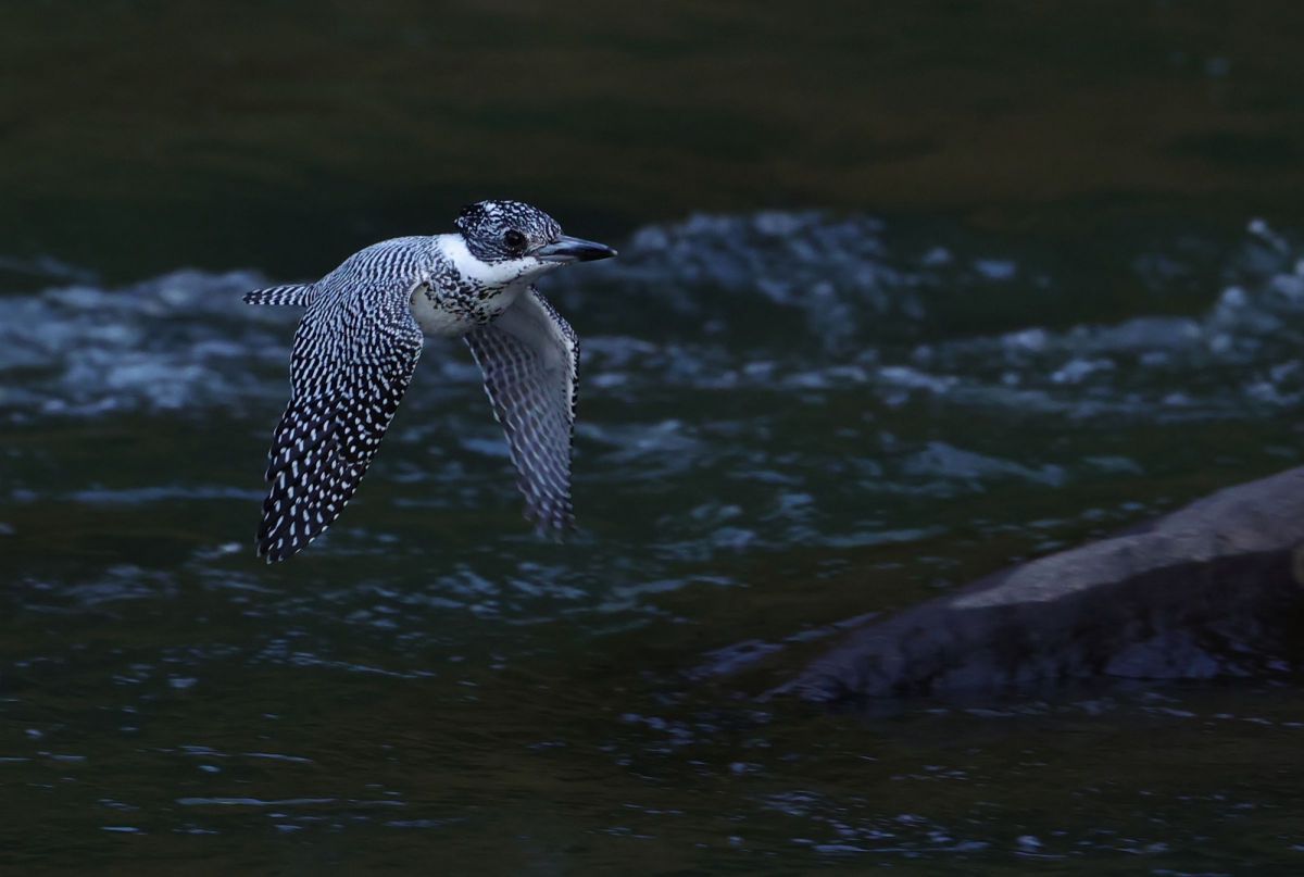 ヤマセミ 55 | GANREF