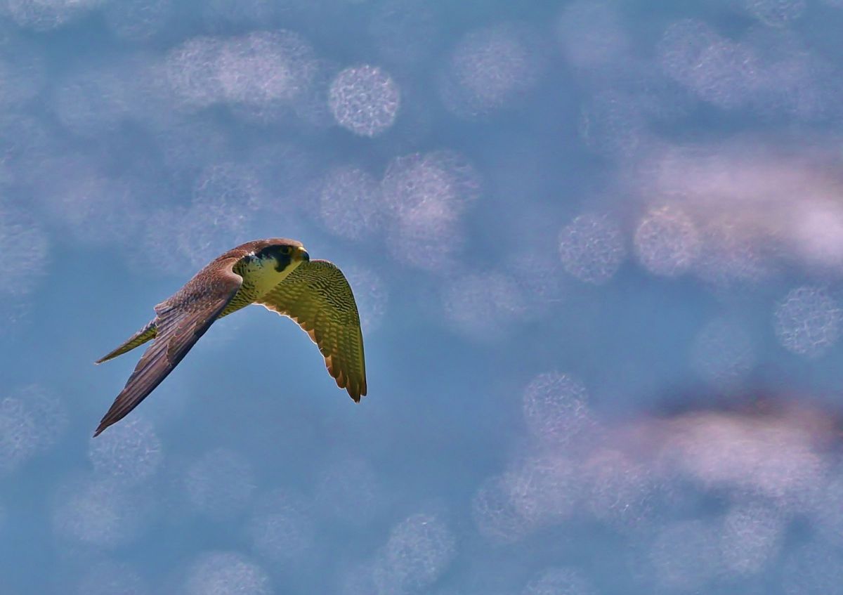 ハヤブサ 59 | GANREF