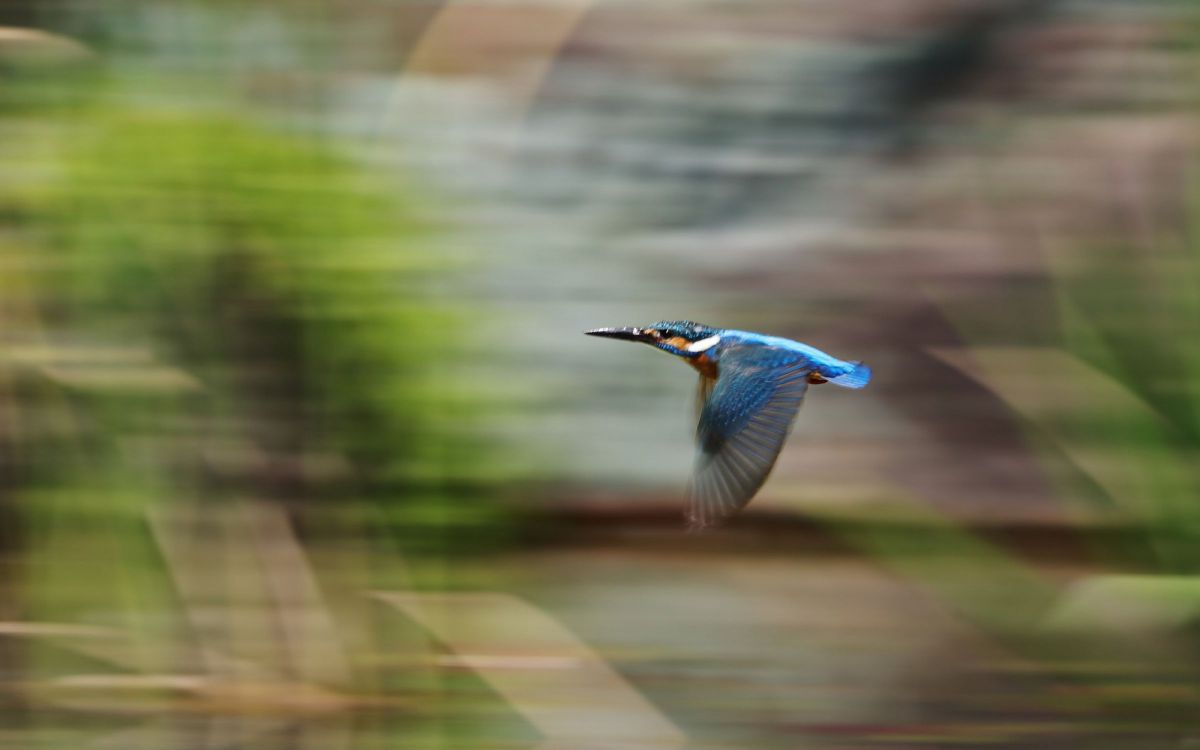 カワセミ 618 | GANREF